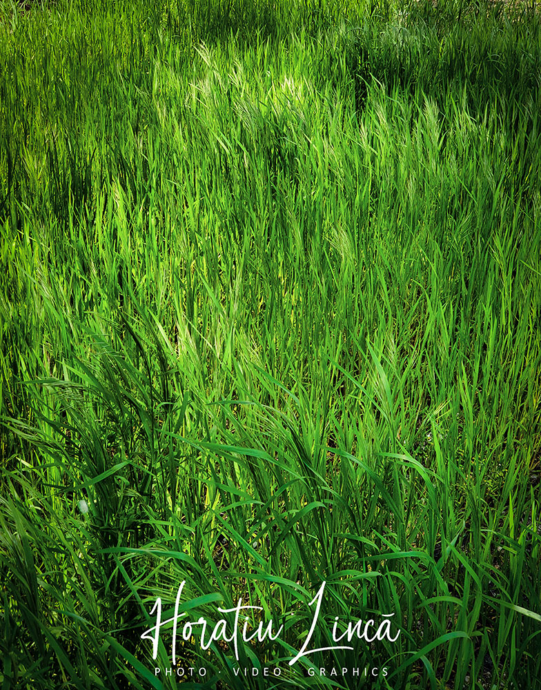 Mai avem nevoie si de Iarba! • Horatiu Linca | visual artist